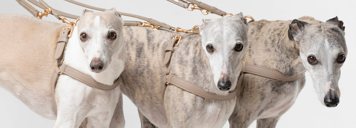 2.8 Nappa Leather Collection – Bone Street